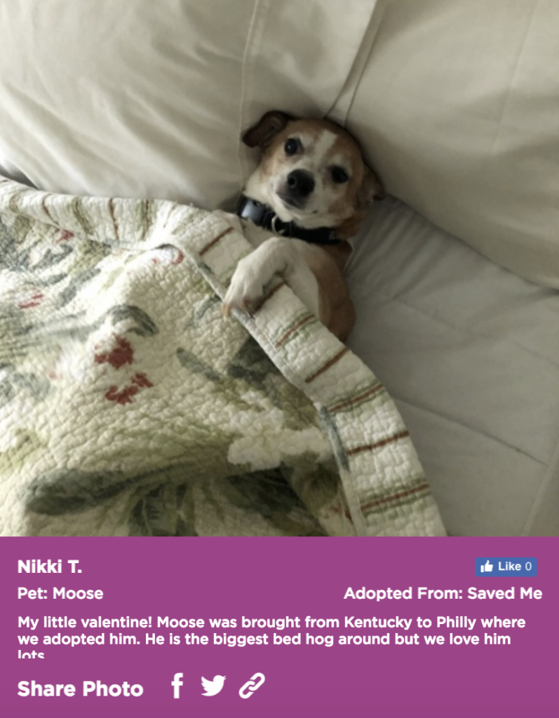 MUTTS Teams Up With the Petco Foundation for Valentine's-Themed Animal