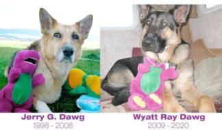 One Heart Dog, One 'Guard Dog': A Tale of Two Different, Triumphant Tr ...